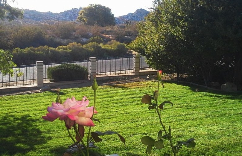 The Last Rose of Summer | Bertram's Blog